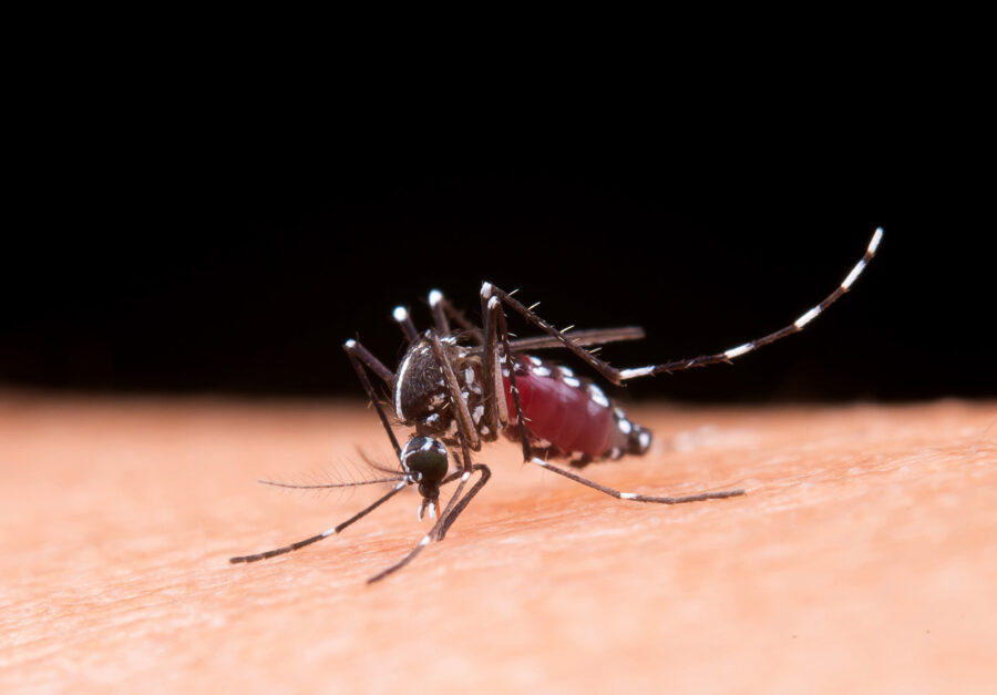 Understanding Severe Dengue Fever: Comprehensive Guide by Hospital CMQ